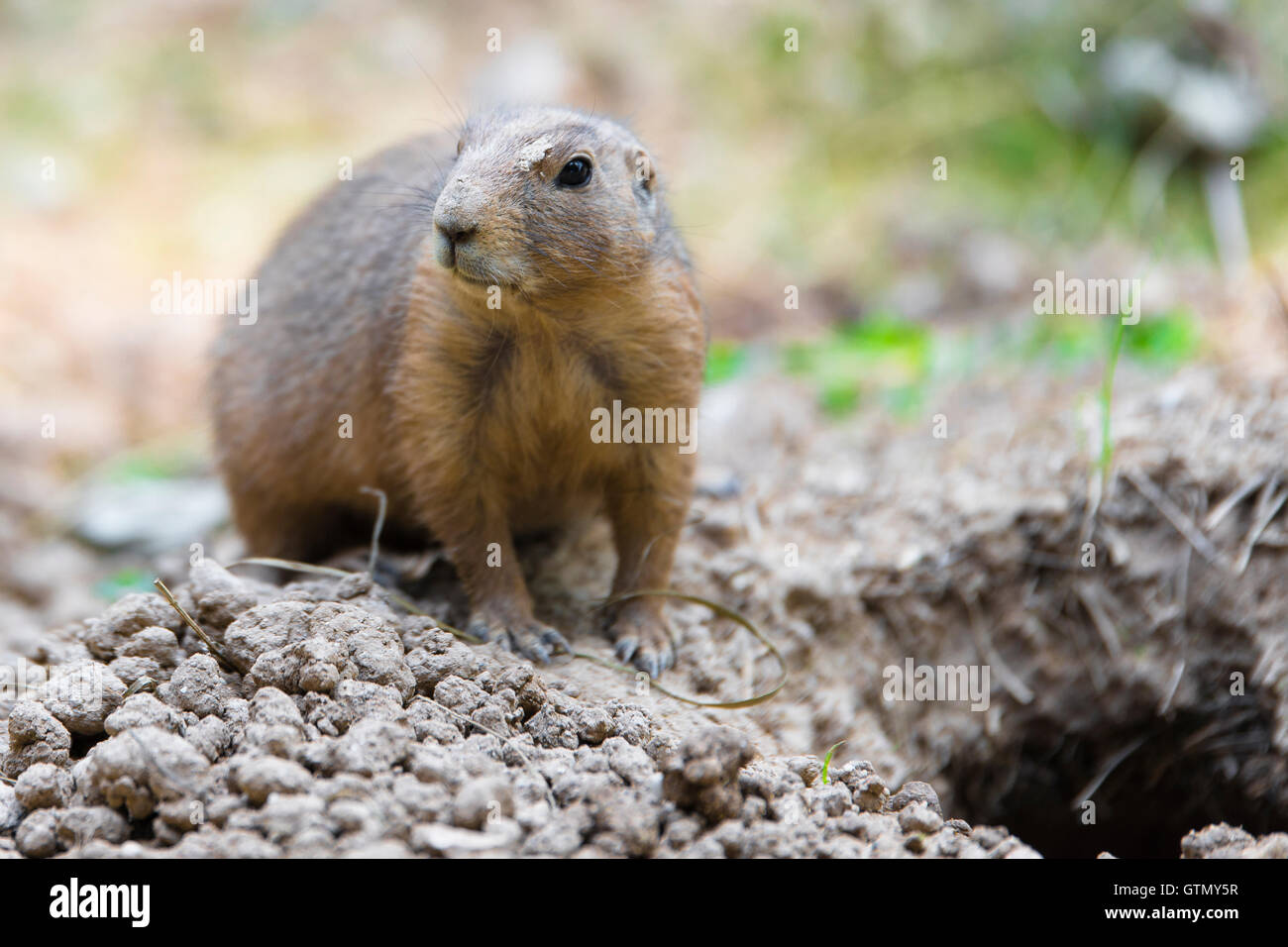 Dog on alert grasslands near his lair Stock Photo - Alamy