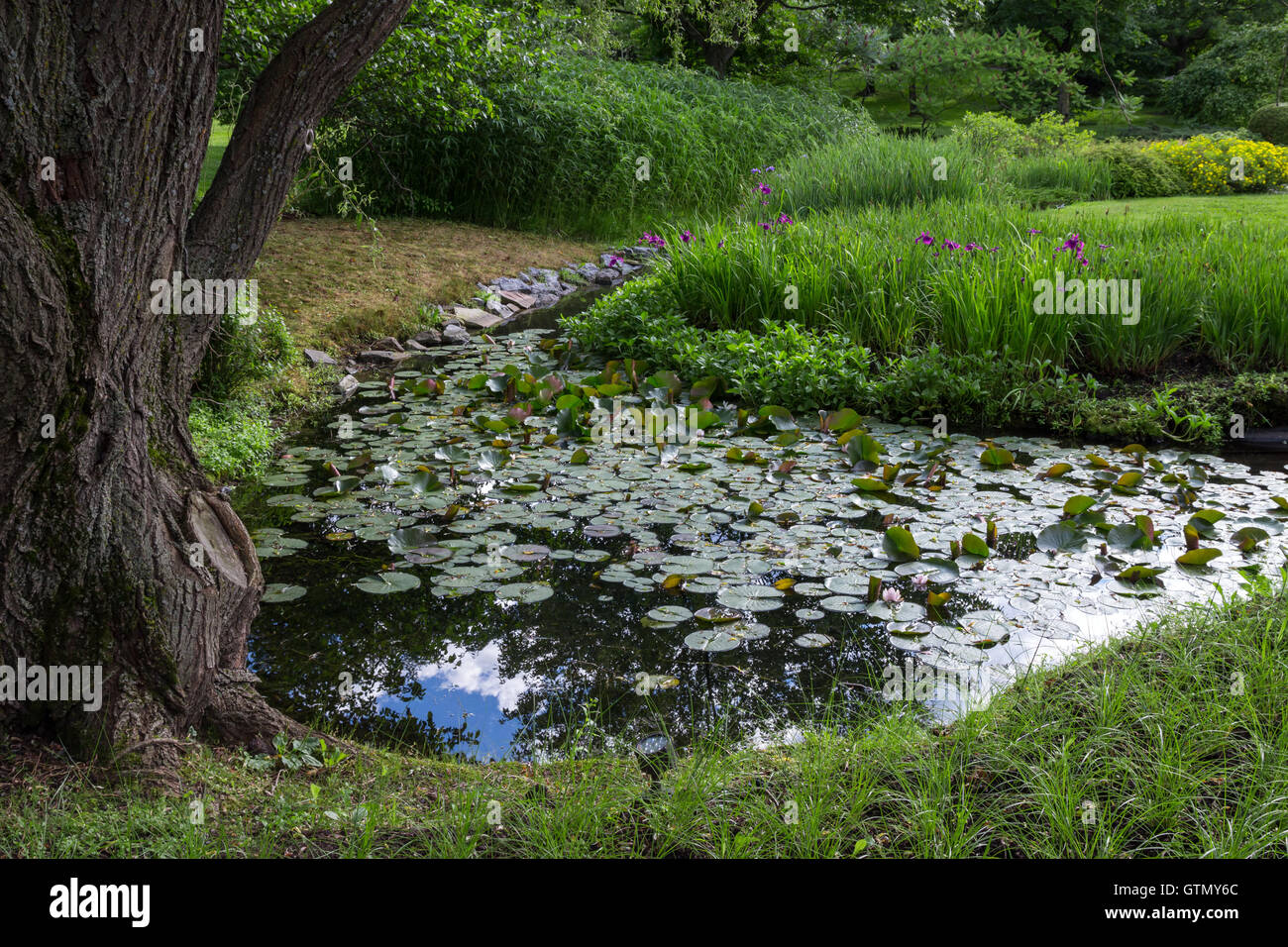 Pond water lilies under hi-res stock photography and images - Alamy