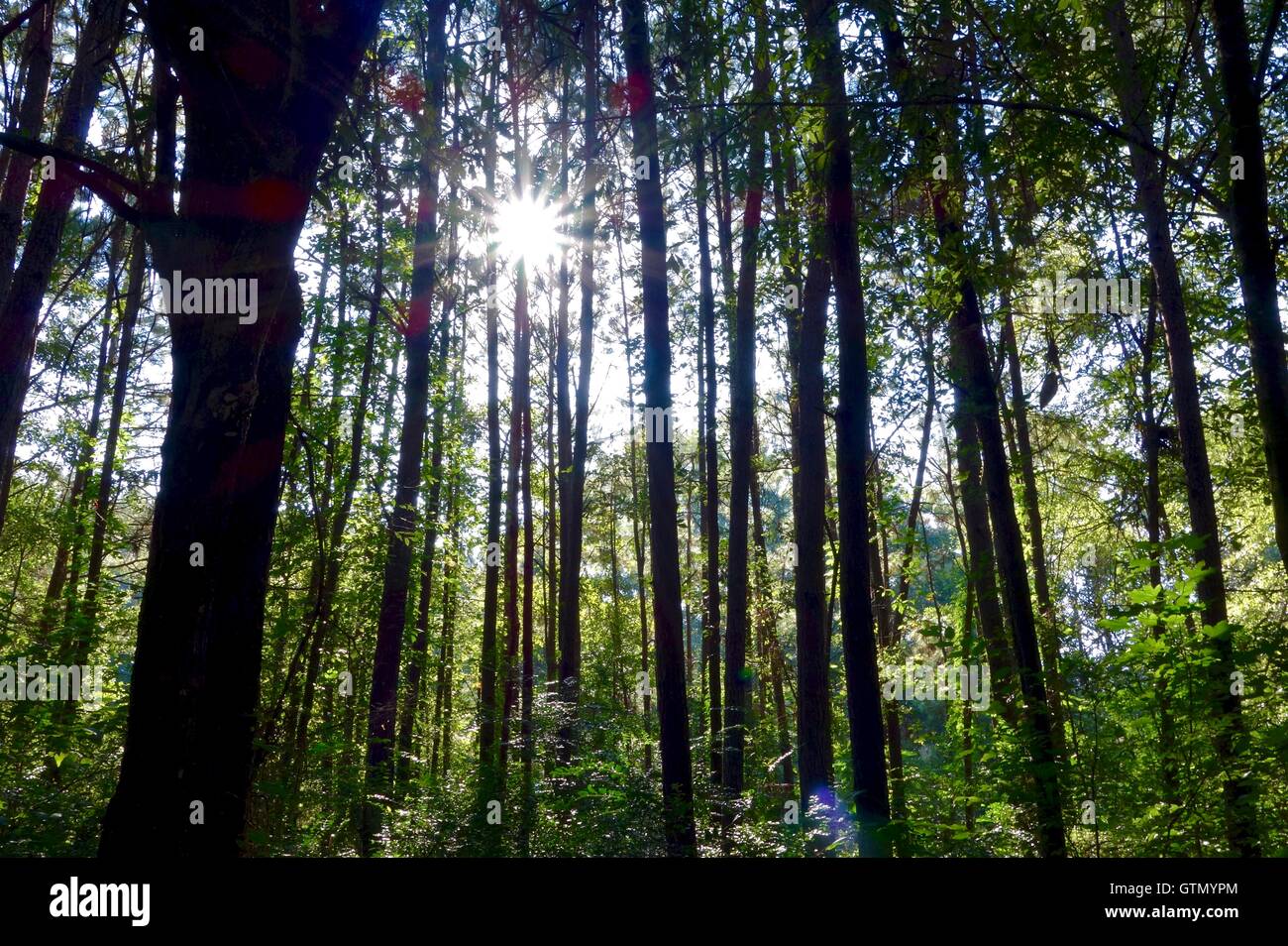 Sunny day in a forest Stock Photo - Alamy