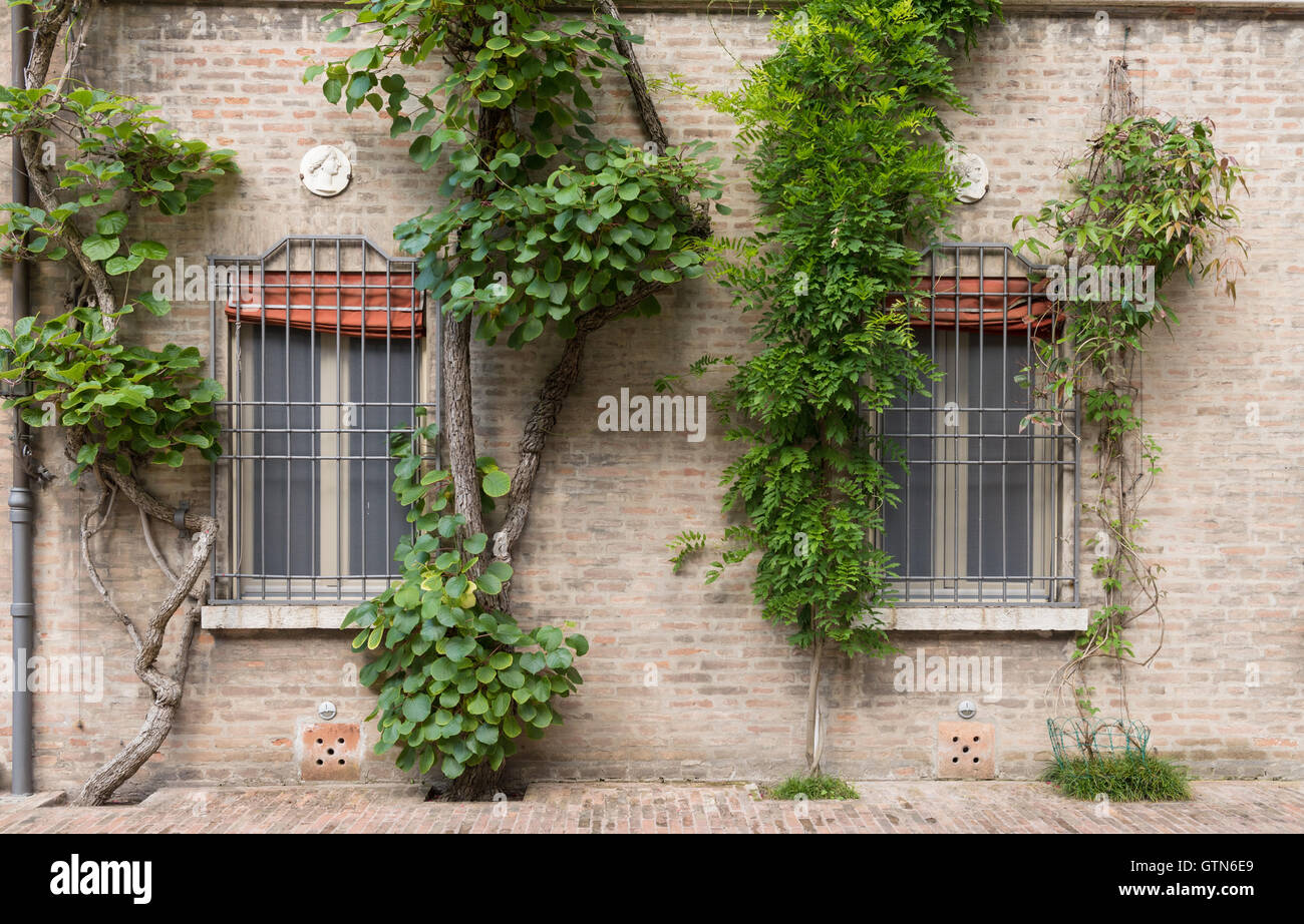 An old house with cilmbing plants in a garden in Ferrara Italy Stock ...