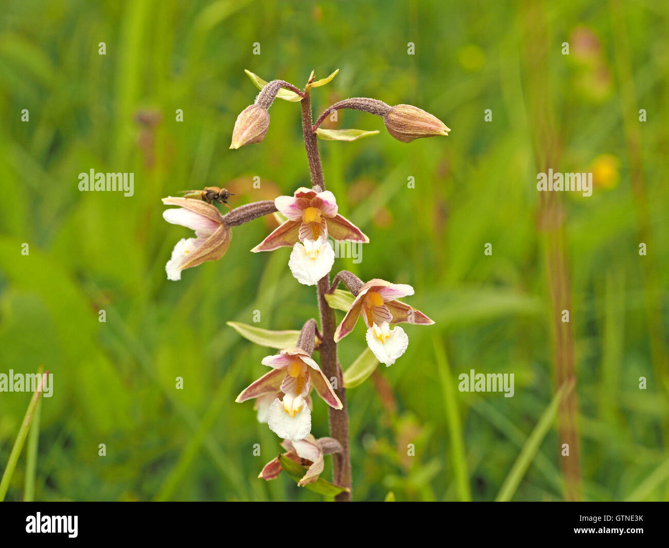 flower spike of beautiful Marsh helleborine orchid (Epipactus palustris ...