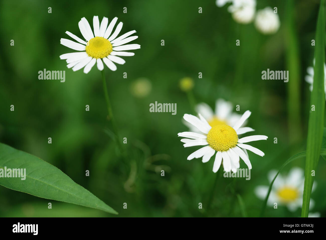 Two beautiful daisy flower in hi-res stock photography and images - Alamy