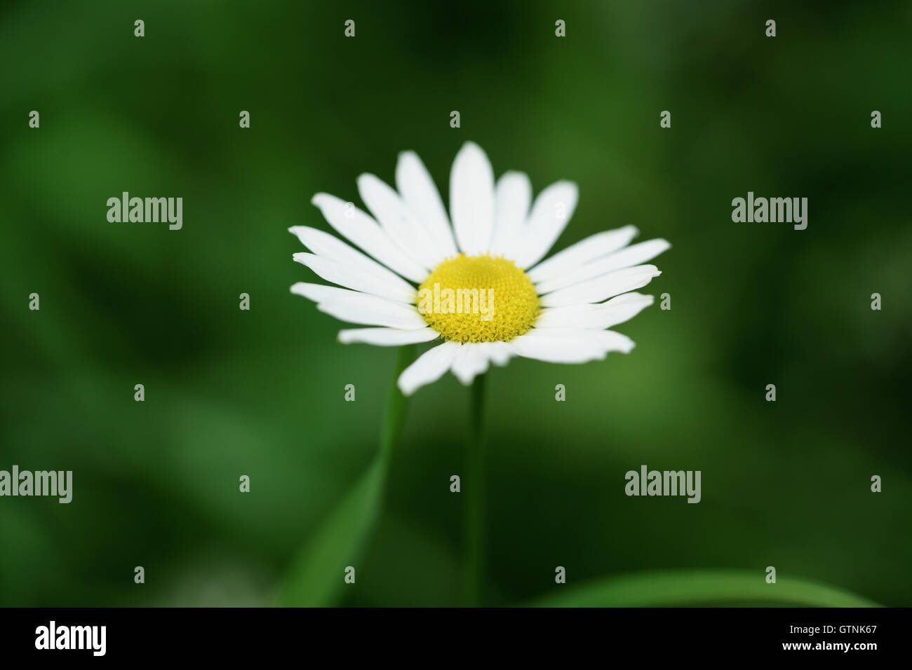Two daisy flower hi-res stock photography and images - Alamy