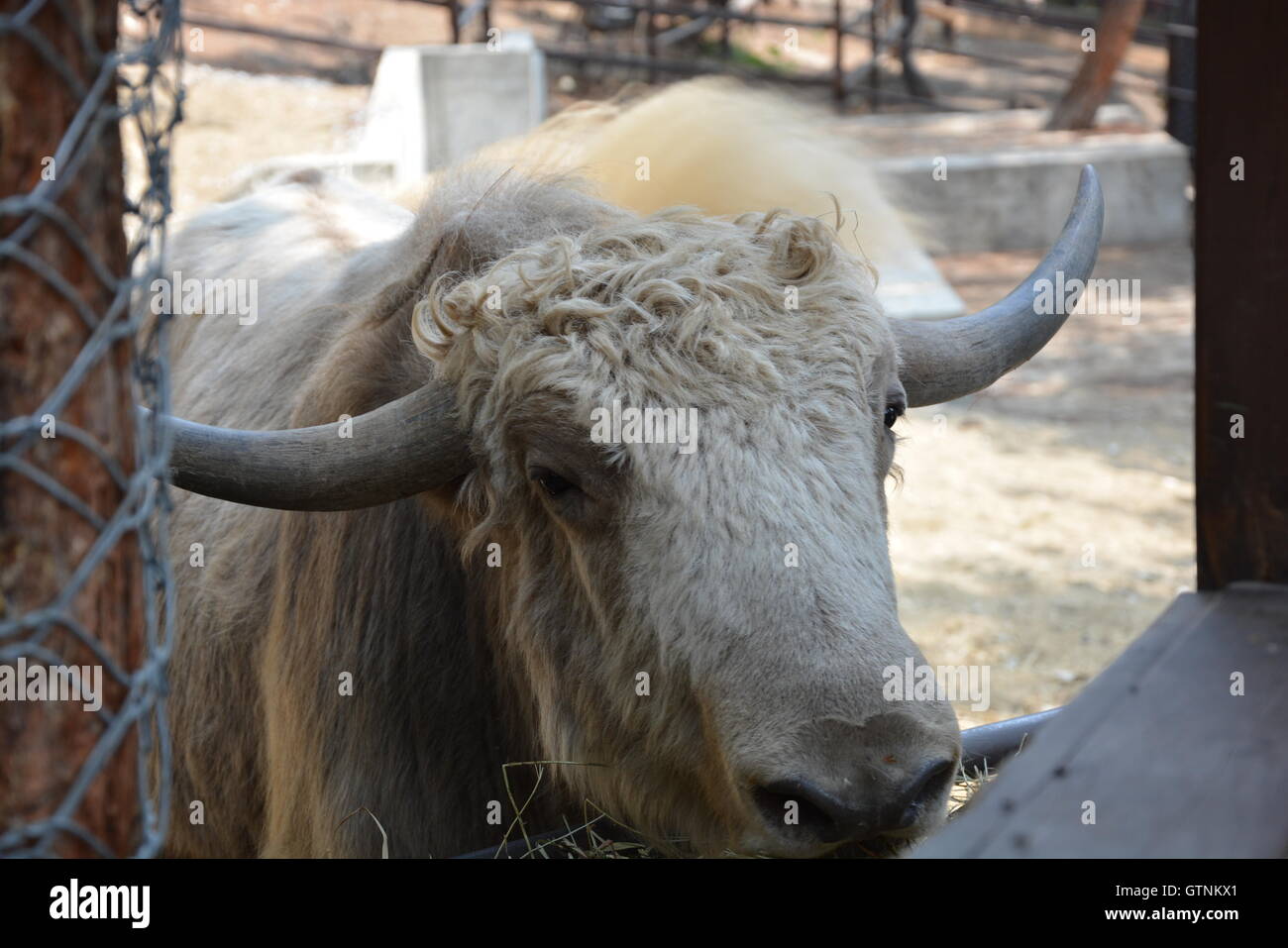 Albino bison hi-res stock photography and images - Alamy
