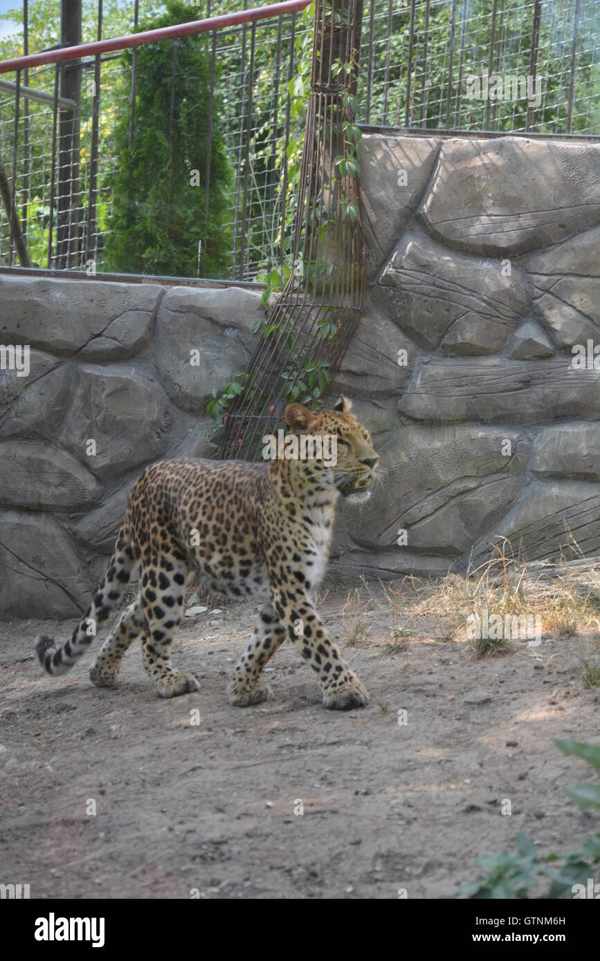Leopard at zoo Stock Photo - Alamy