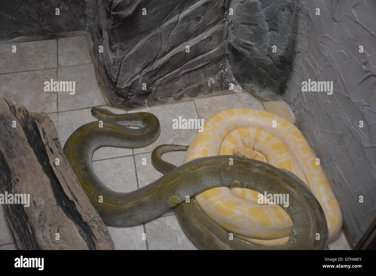 two bright snakes are lying on the floor in terrarium Stock Photo - Alamy