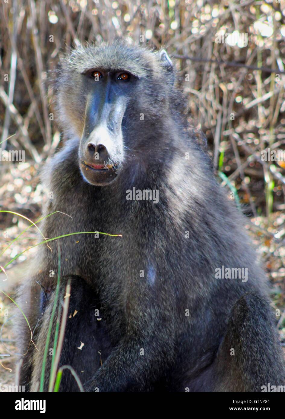 Alpha Male Chacma Baboon Stock Photo - Alamy