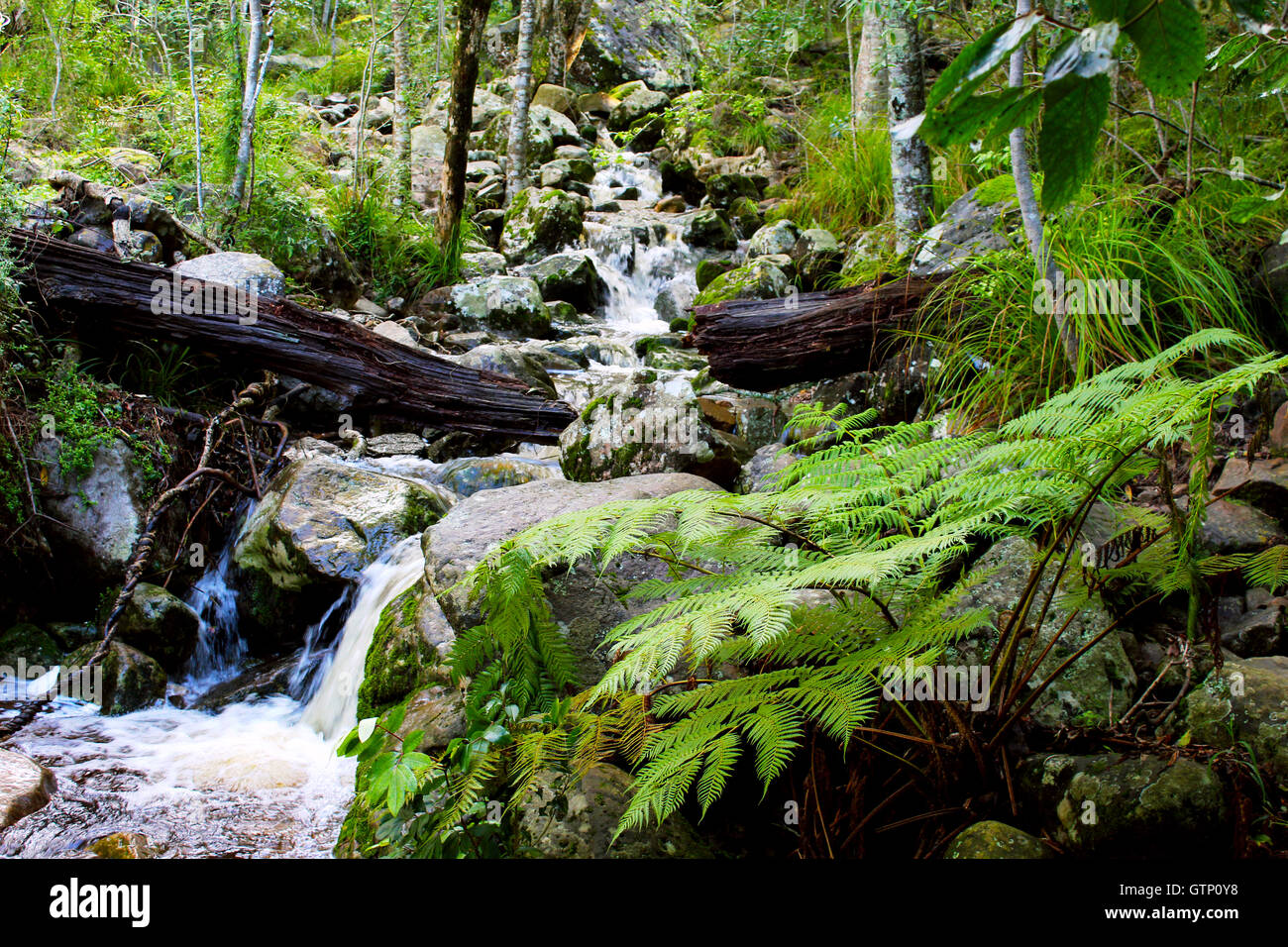 Newland's Forest Stream Stock Photo - Alamy