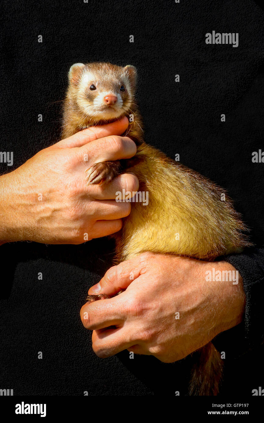 Man holding his pet ferret Stock Photo - Alamy