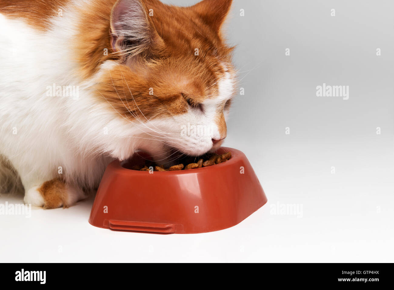 cat eating food. isolated on white background Stock Photo - Alamy
