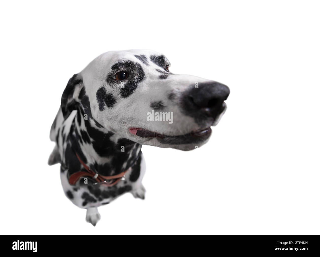 Dog face fish eye Cut Out Stock Images & Pictures - Alamy