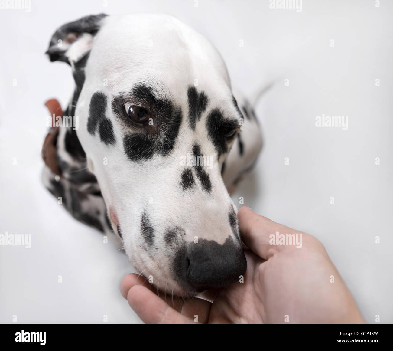 Distorted dog head hi-res stock photography and images - Alamy