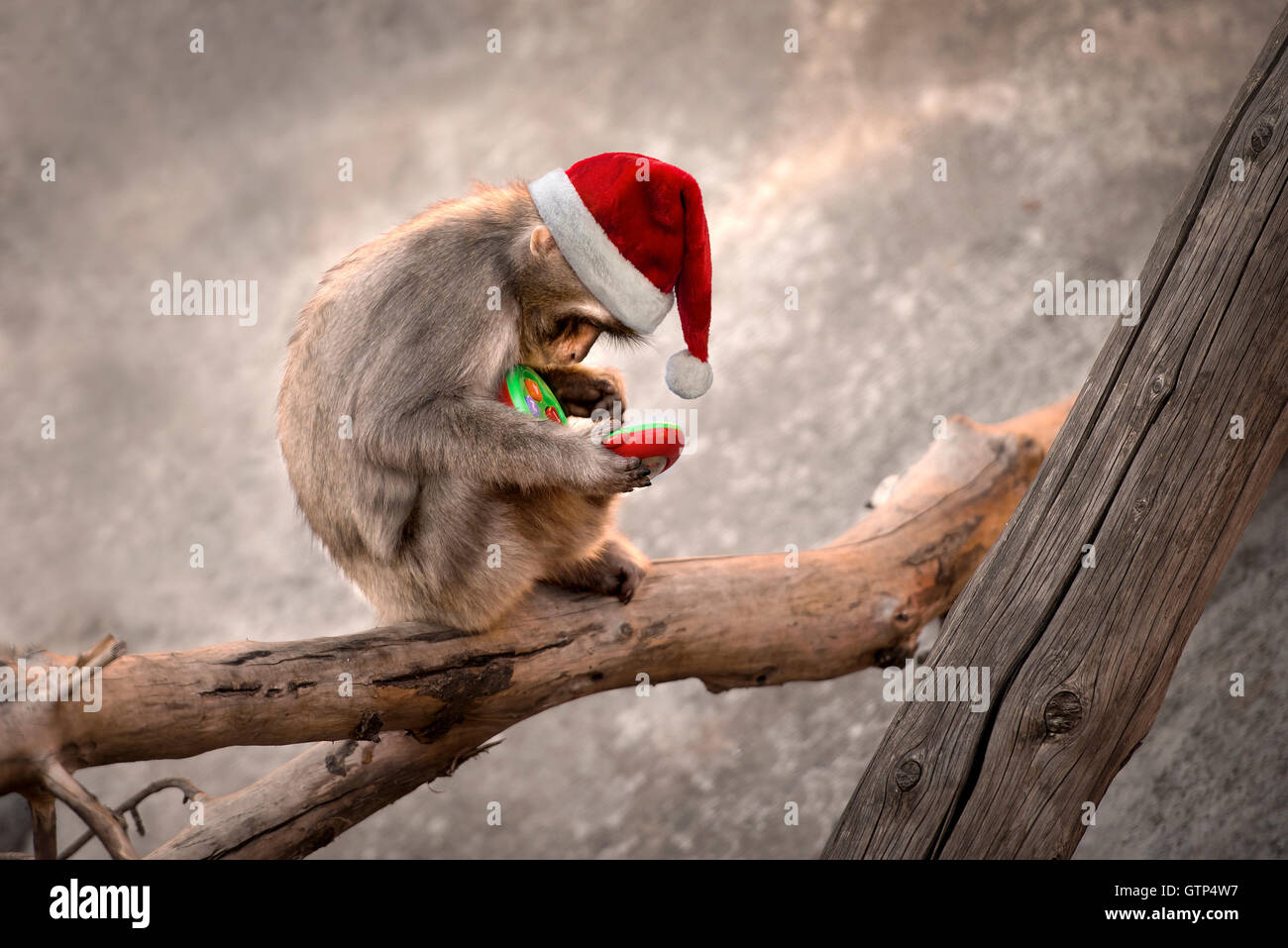 baby monkey santa sitting on a tree branch and children playing in a ...