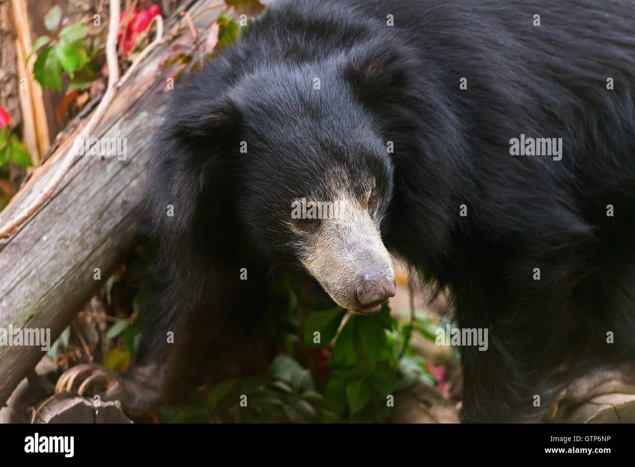 large sloth bear animal nature photo zoo Stock Photo - Alamy