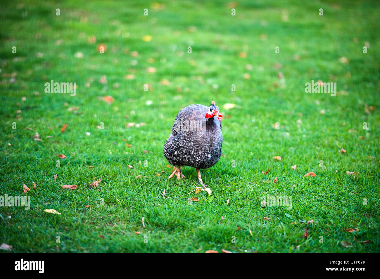 Beautiful Guinea Fowl Bird or Helmeted Guinea fowl with white spotted ...