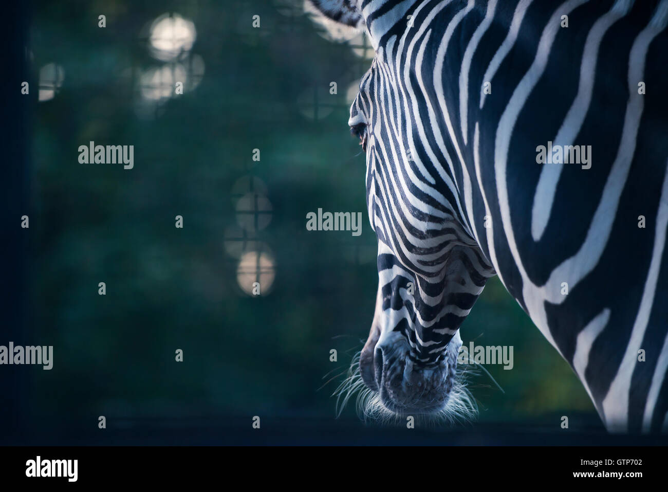 Portrait of a sad zebra in zoo sitting near the fence Stock Photo - Alamy