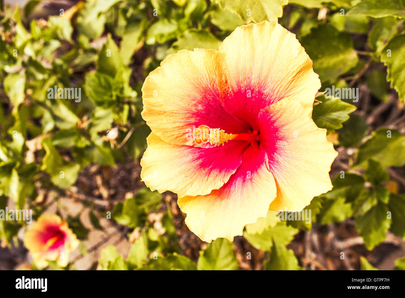Beautiful yellow and red Hawaiian Hibiscus flower. This photo was take ...