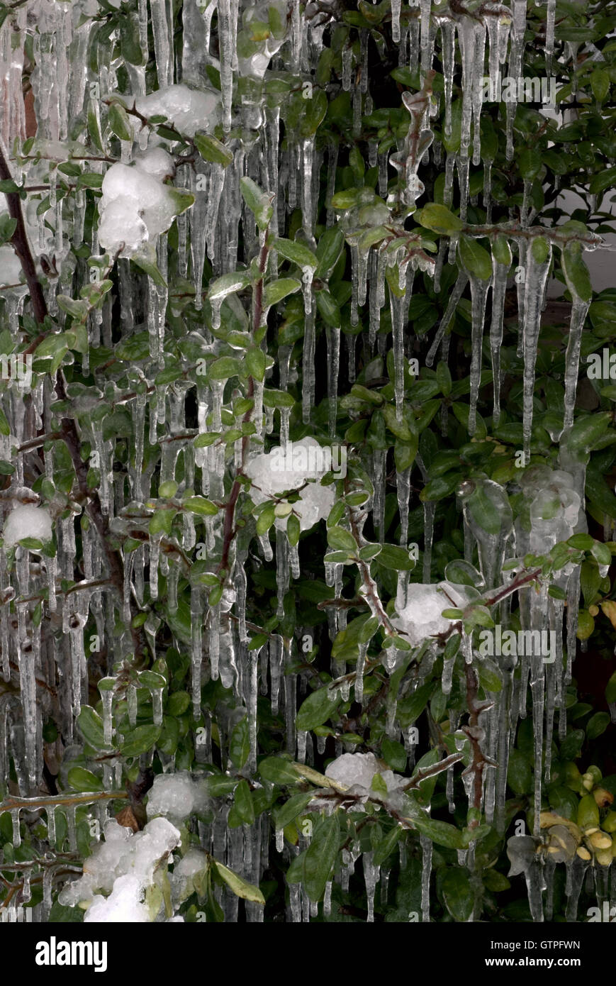 Frozen plant leaves icicles hi-res stock photography and images - Alamy