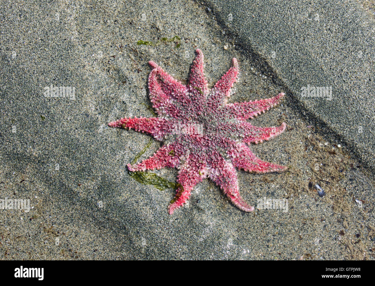 Sunflower starfish hi-res stock photography and images - Alamy