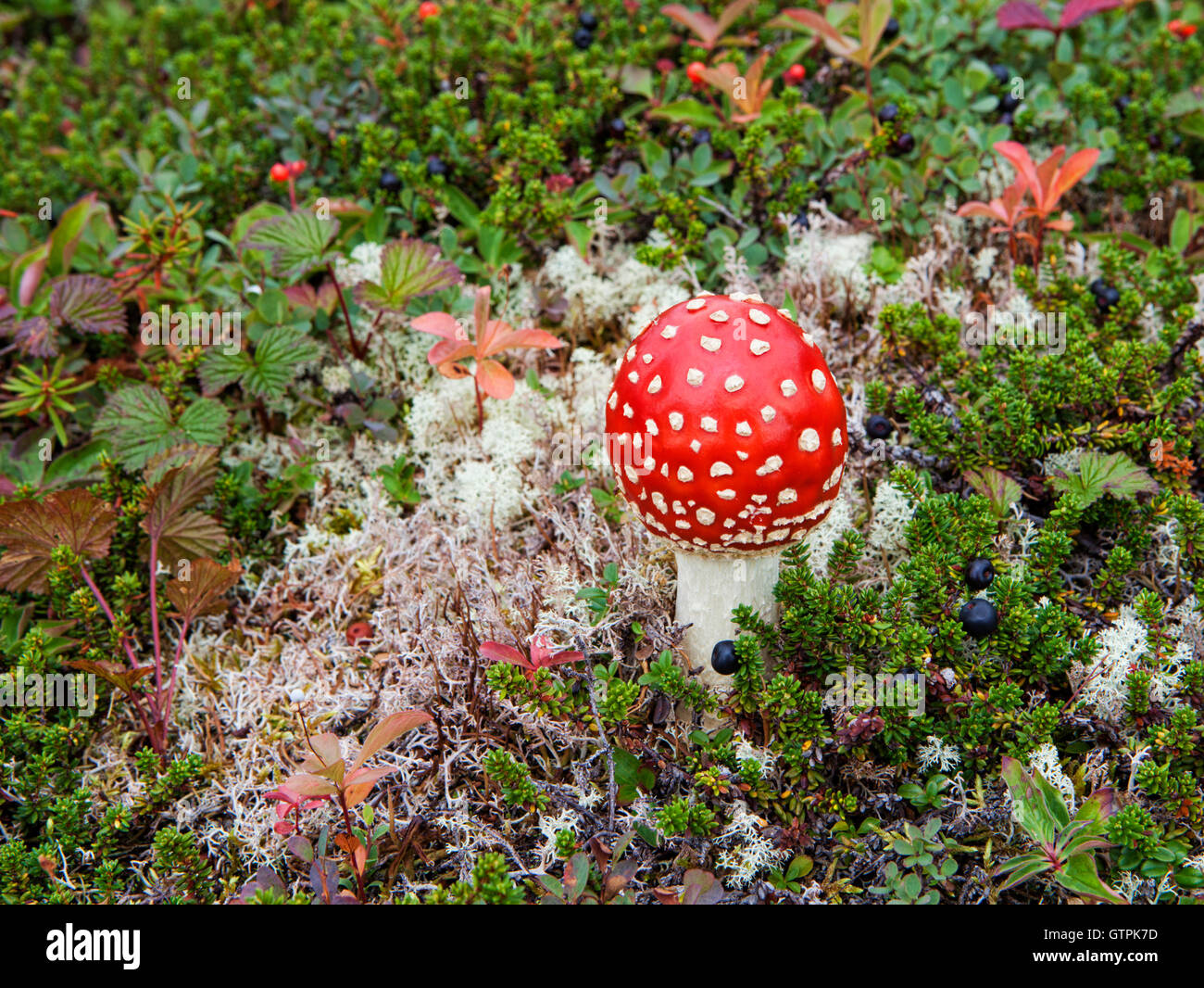 Tundra Fungi