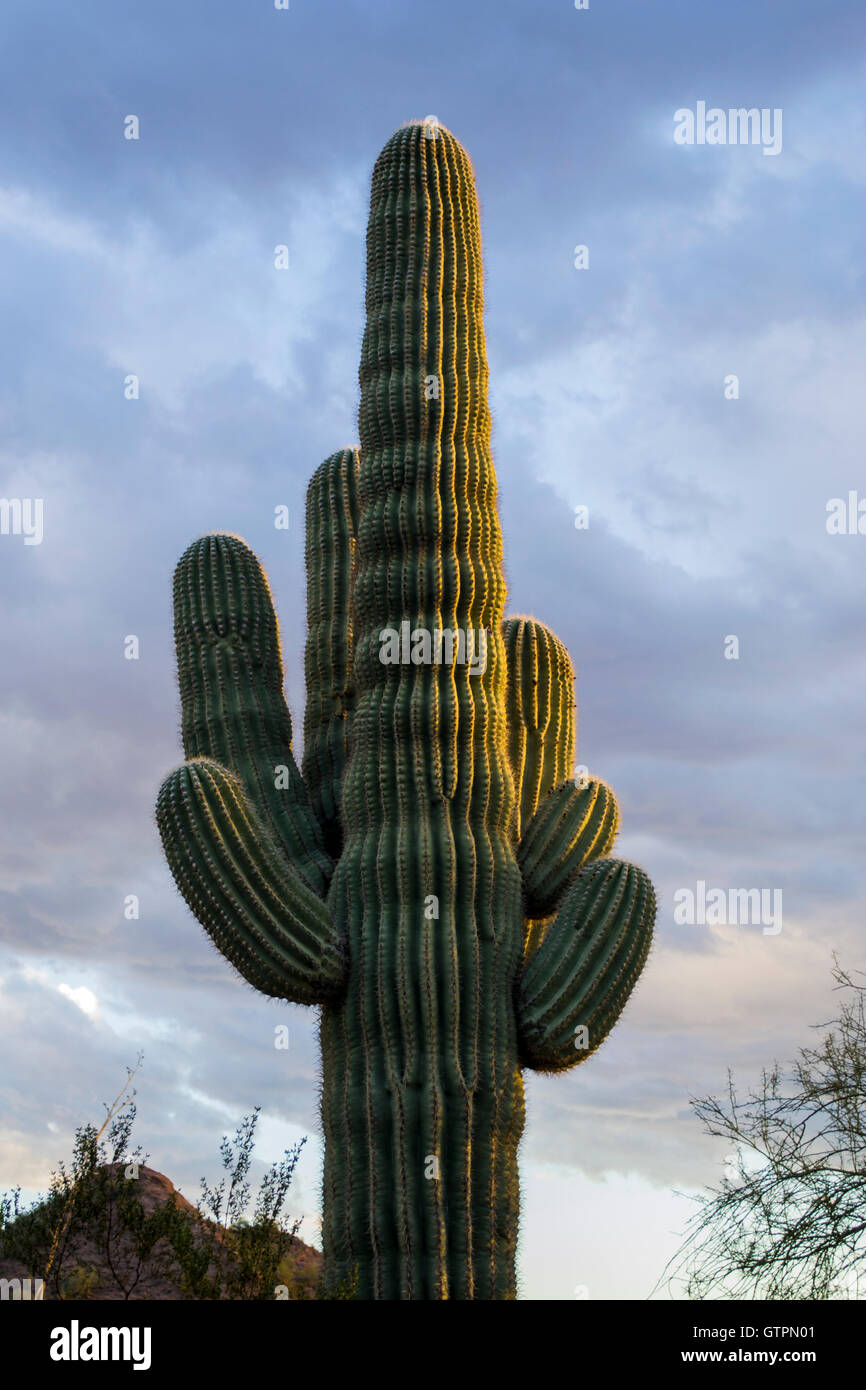 Cactus sunset hi-res stock photography and images - Alamy
