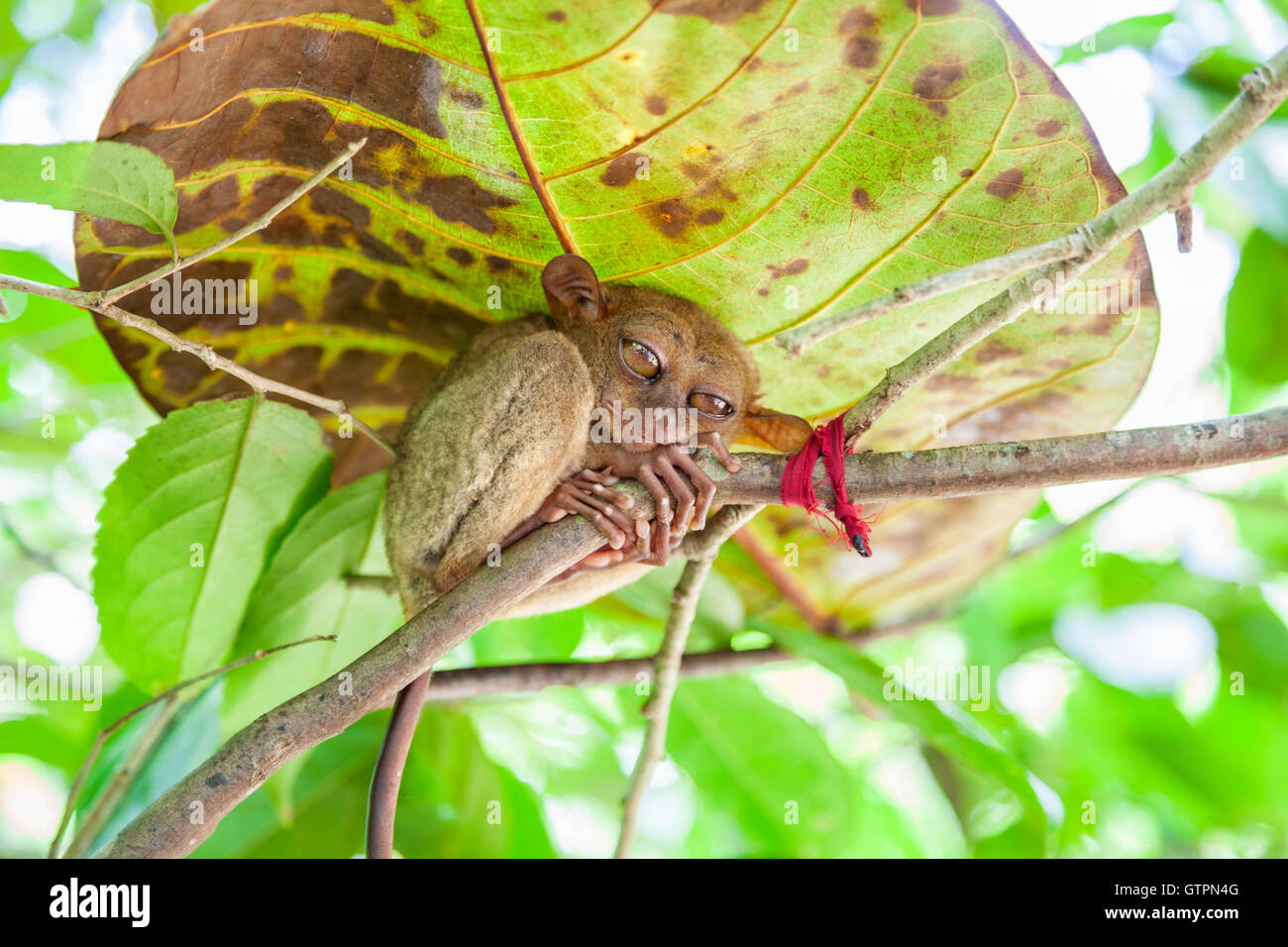 Cute philippines tarsier carlito syrichta hi-res stock photography and ...