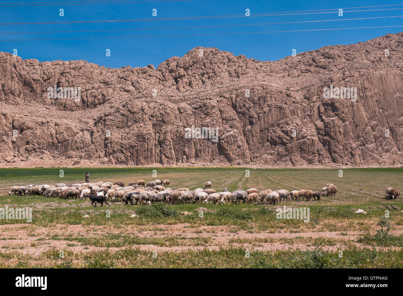 Shepherd and his sheep in rural Fars Province, Iran Stock Photo - Alamy
