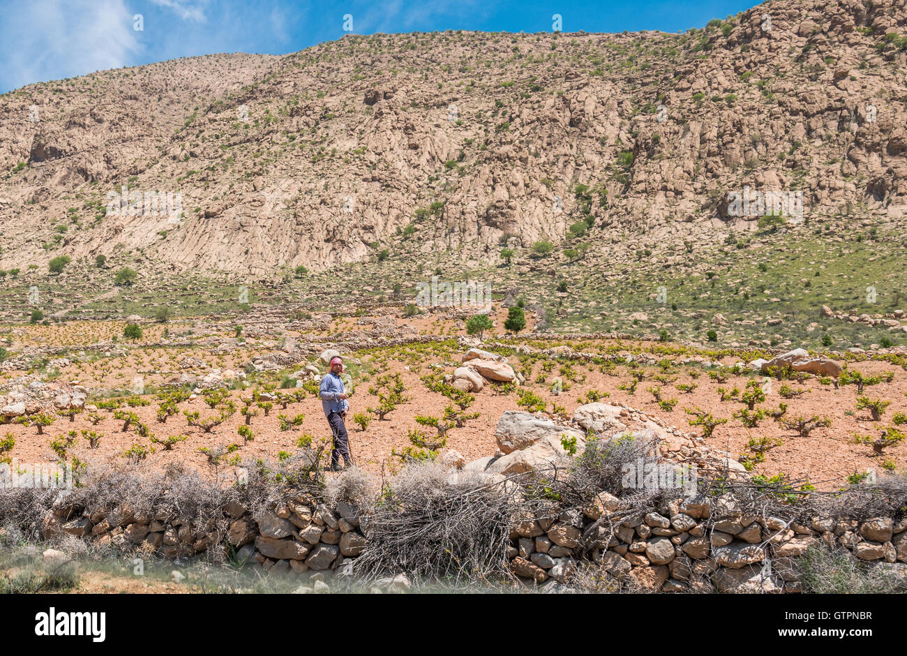 Qashqai nomadic shepherds herd their sheep in Fars Province, Iran Stock ...