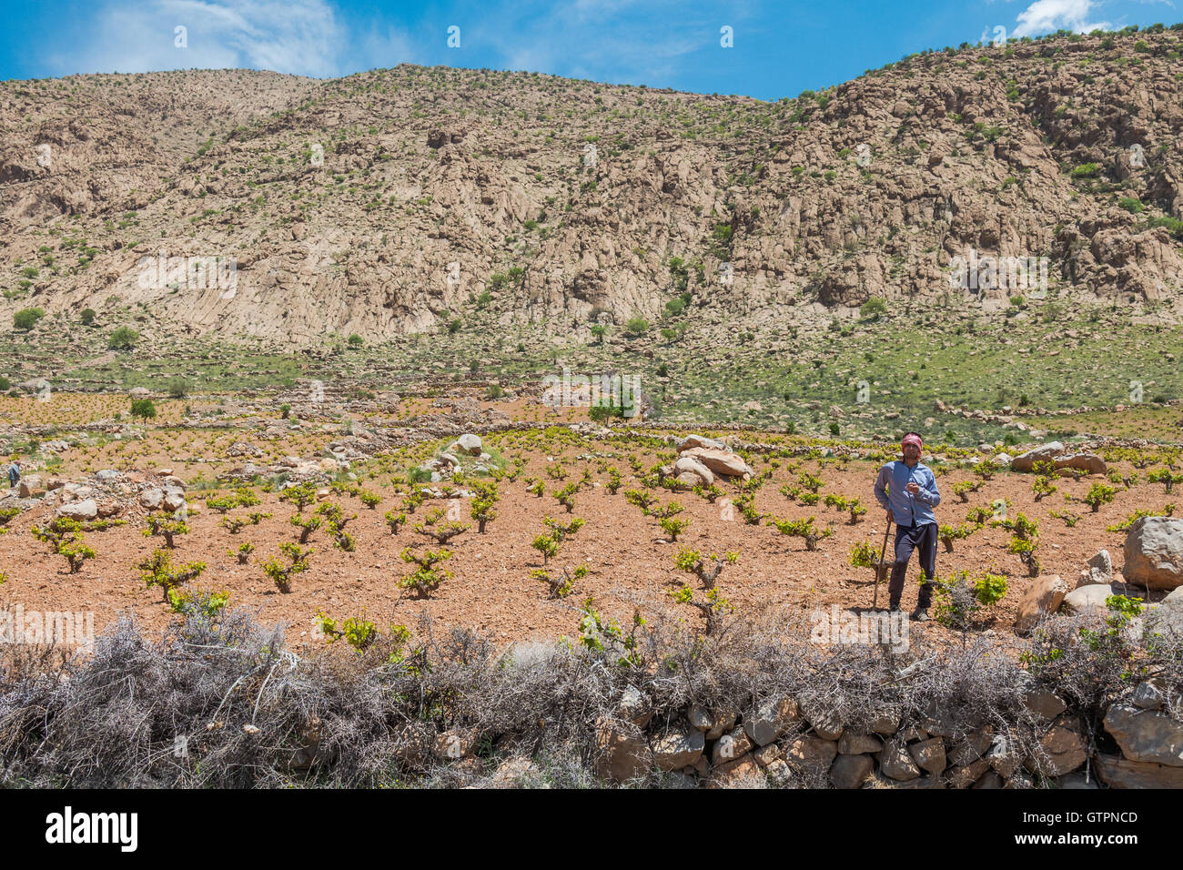 Qashqai nomadic shepherds herd their sheep in Fars Province, Iran Stock ...