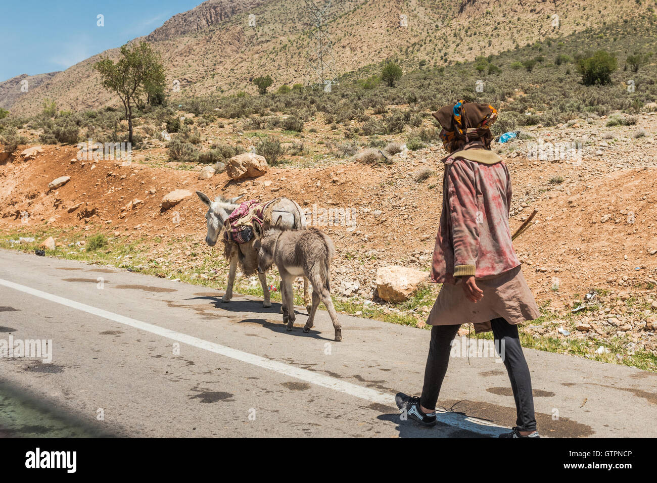 Qashqai nomadic shepherds herd their sheep in Fars Province, Iran Stock ...