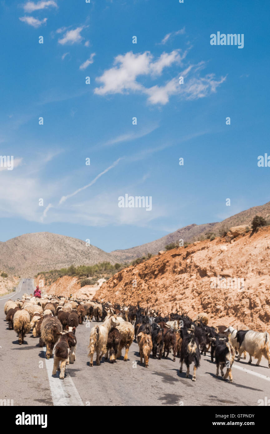 Persian sheep hi-res stock photography and images - Alamy