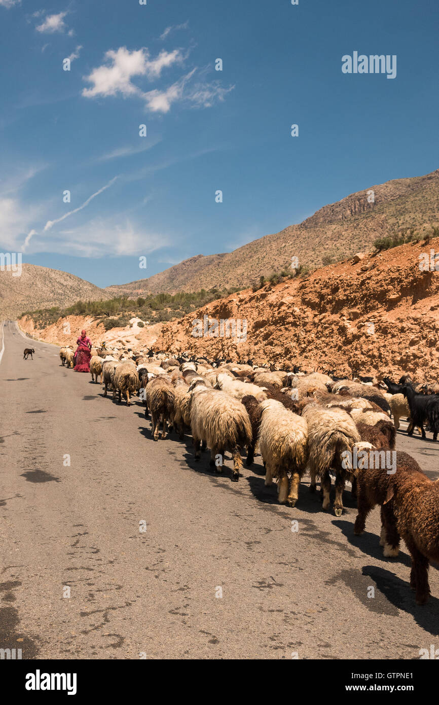 Goats sheep iran middle east hi-res stock photography and images - Alamy