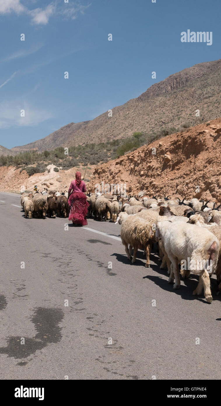 Goats sheep iran middle east hi-res stock photography and images - Alamy