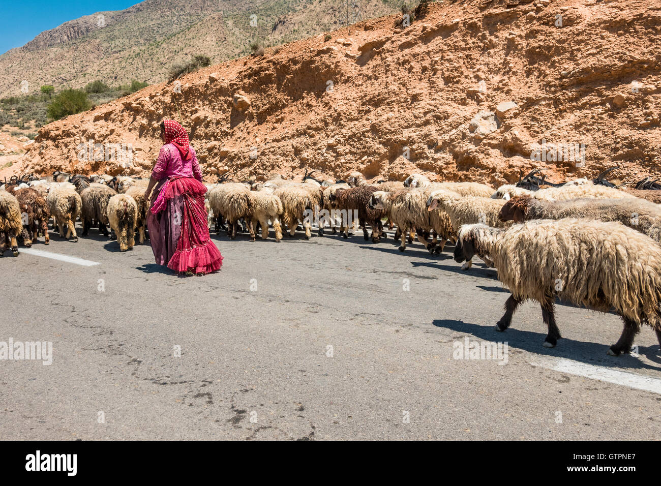 Qashqai nomadic shepherdess with sheep and goats on the highway in ...