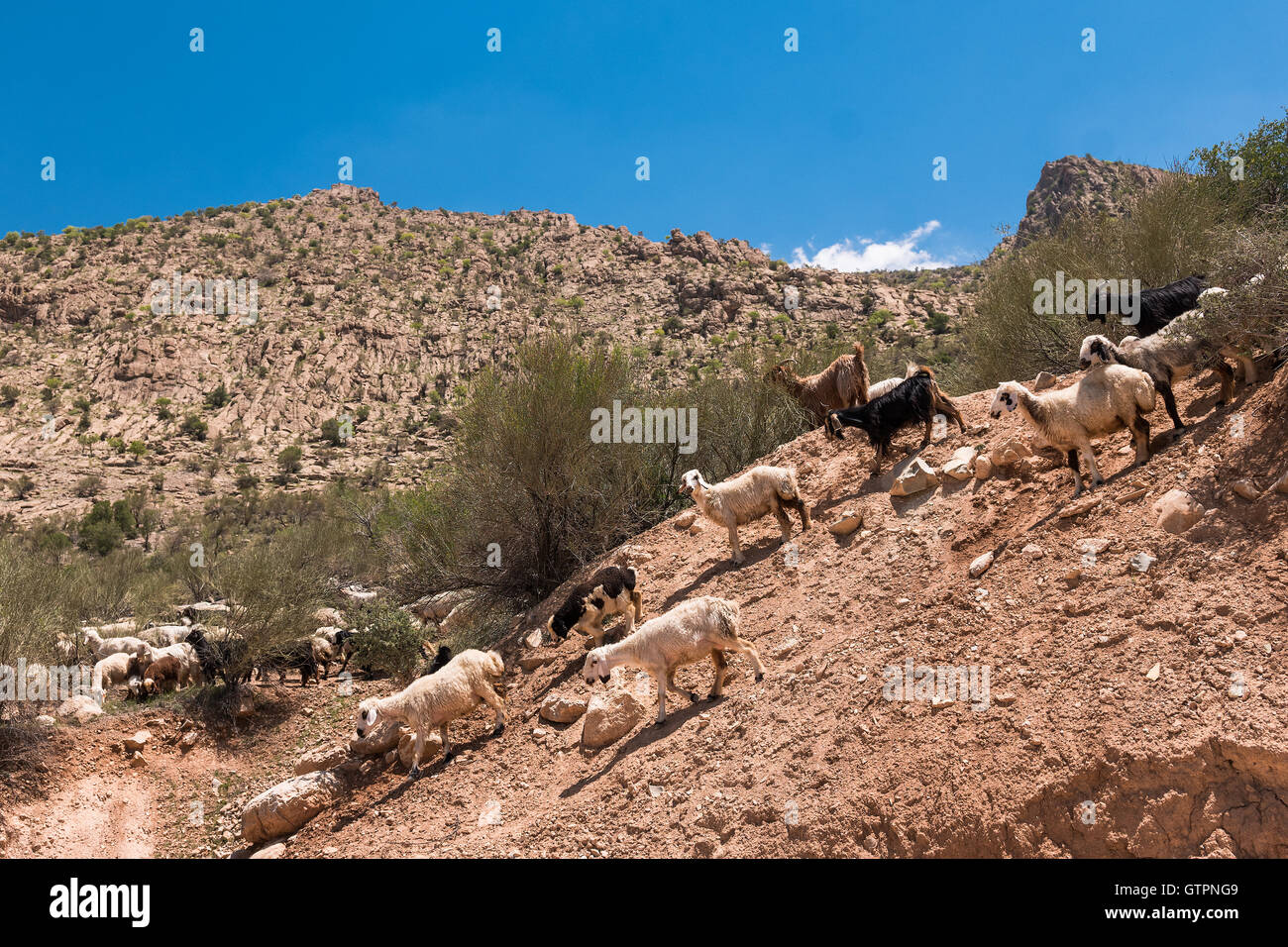 Qashqai nomadic shepherds herd their sheep in Fars Province, Iran Stock ...