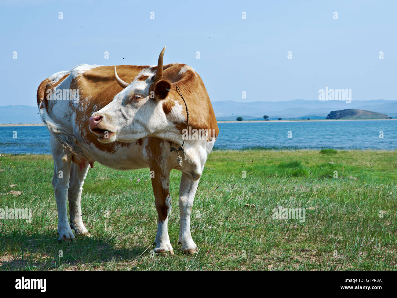cow grazing the shore of Baikal lake Stock Photo - Alamy