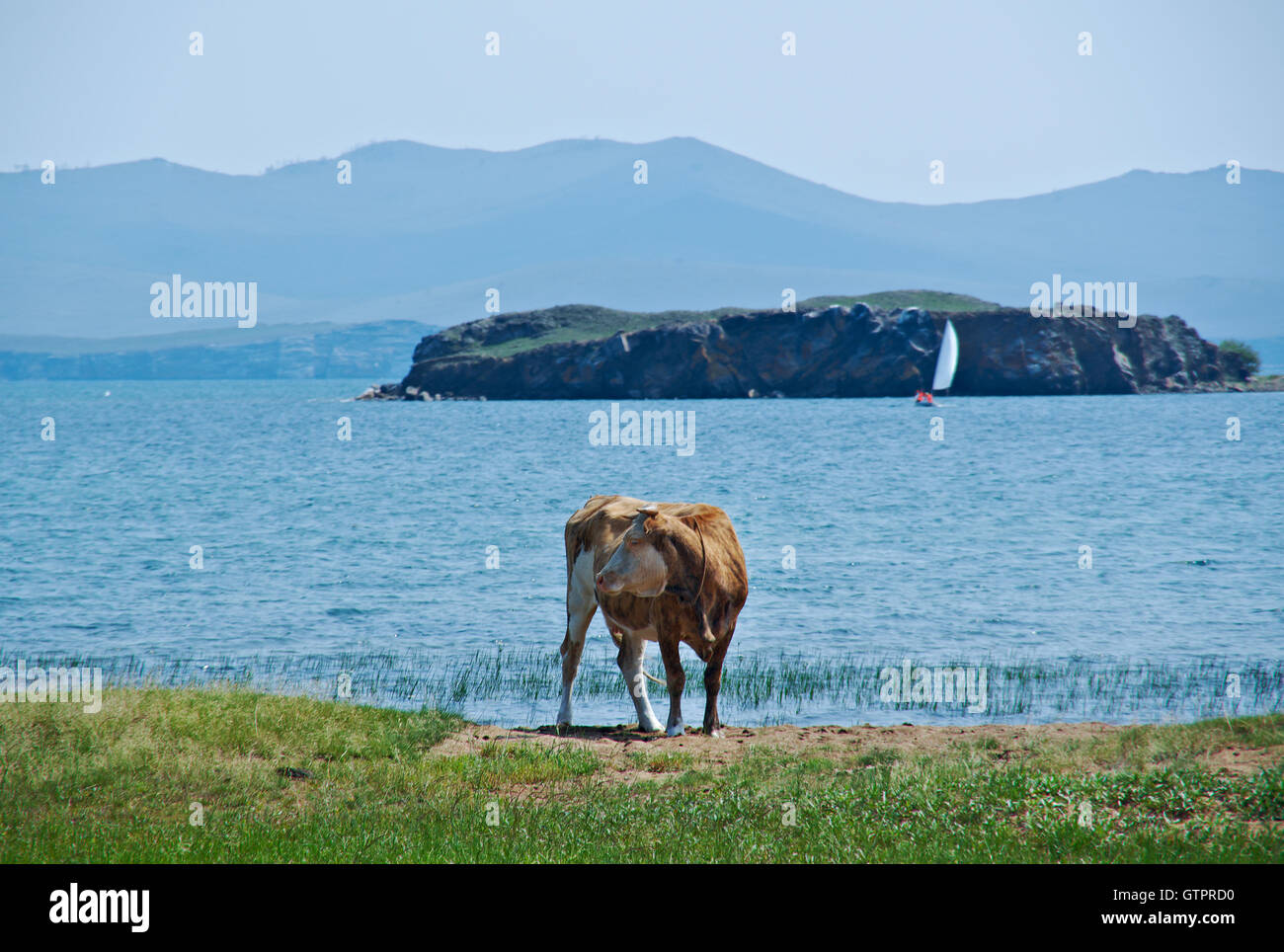 cow grazing the shore of Baikal lake Stock Photo - Alamy
