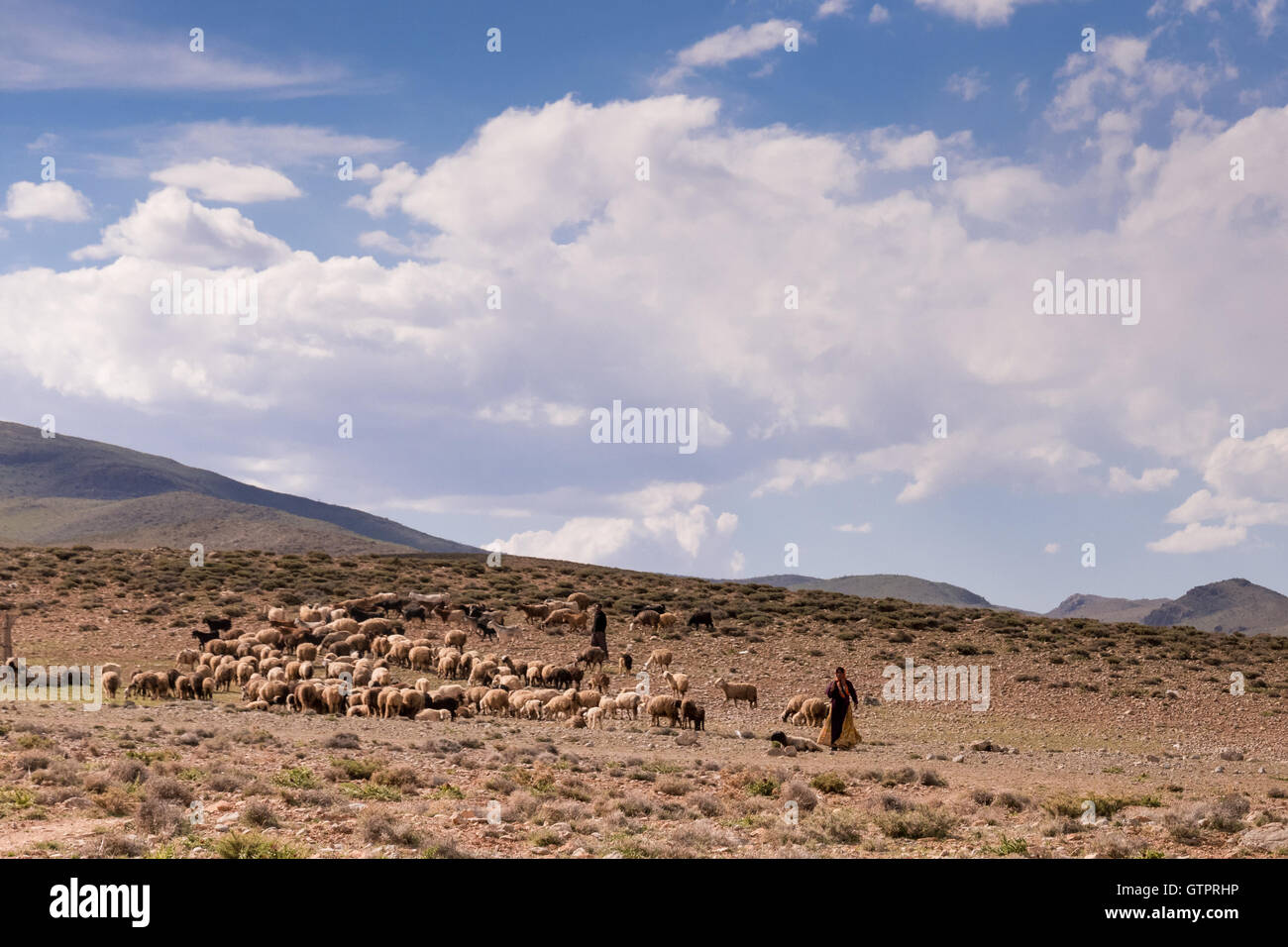 Nomadic family watching their sheep. The Basseri are a nomadic ...
