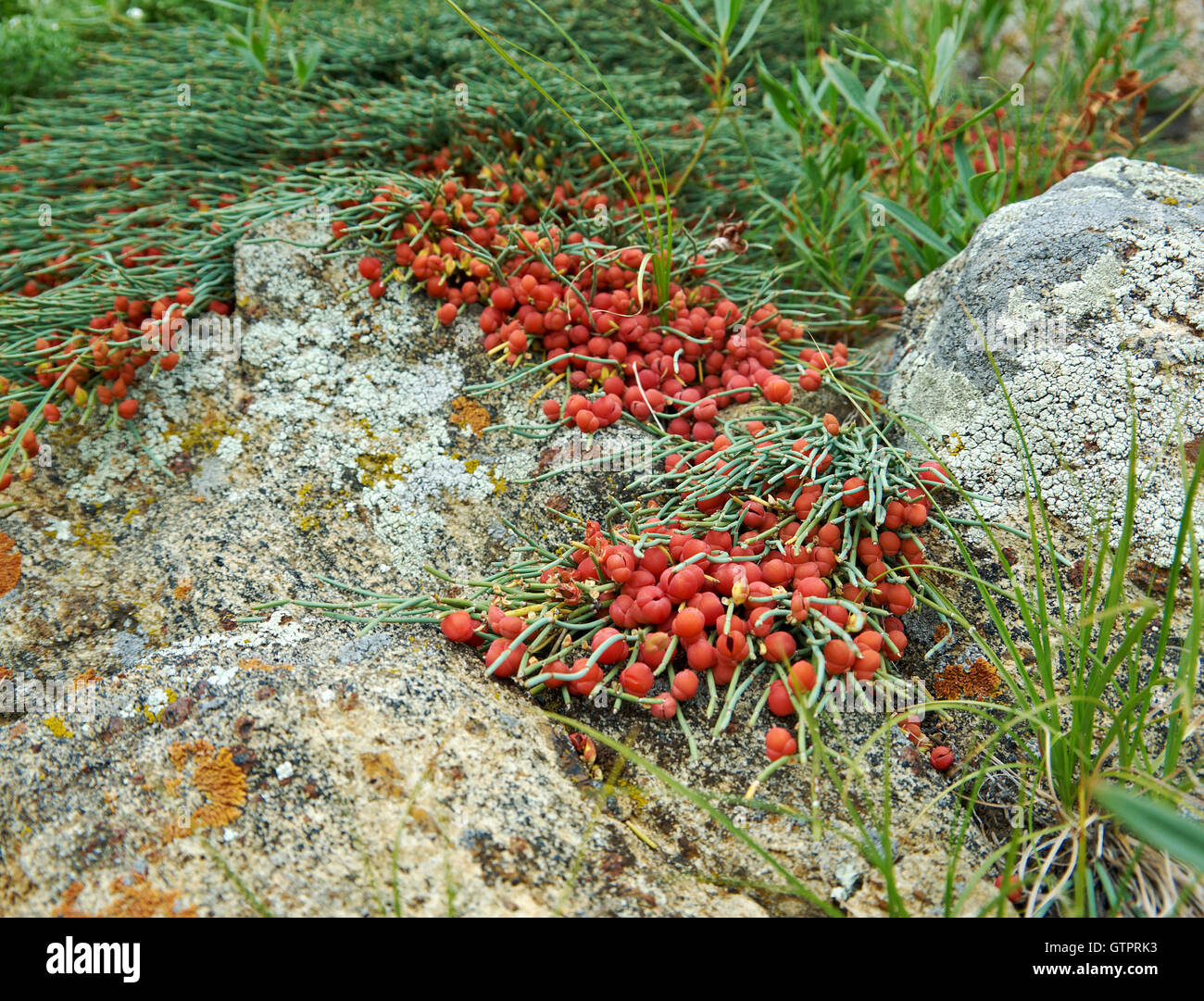 Ephedra flower hi-res stock photography and images - Alamy