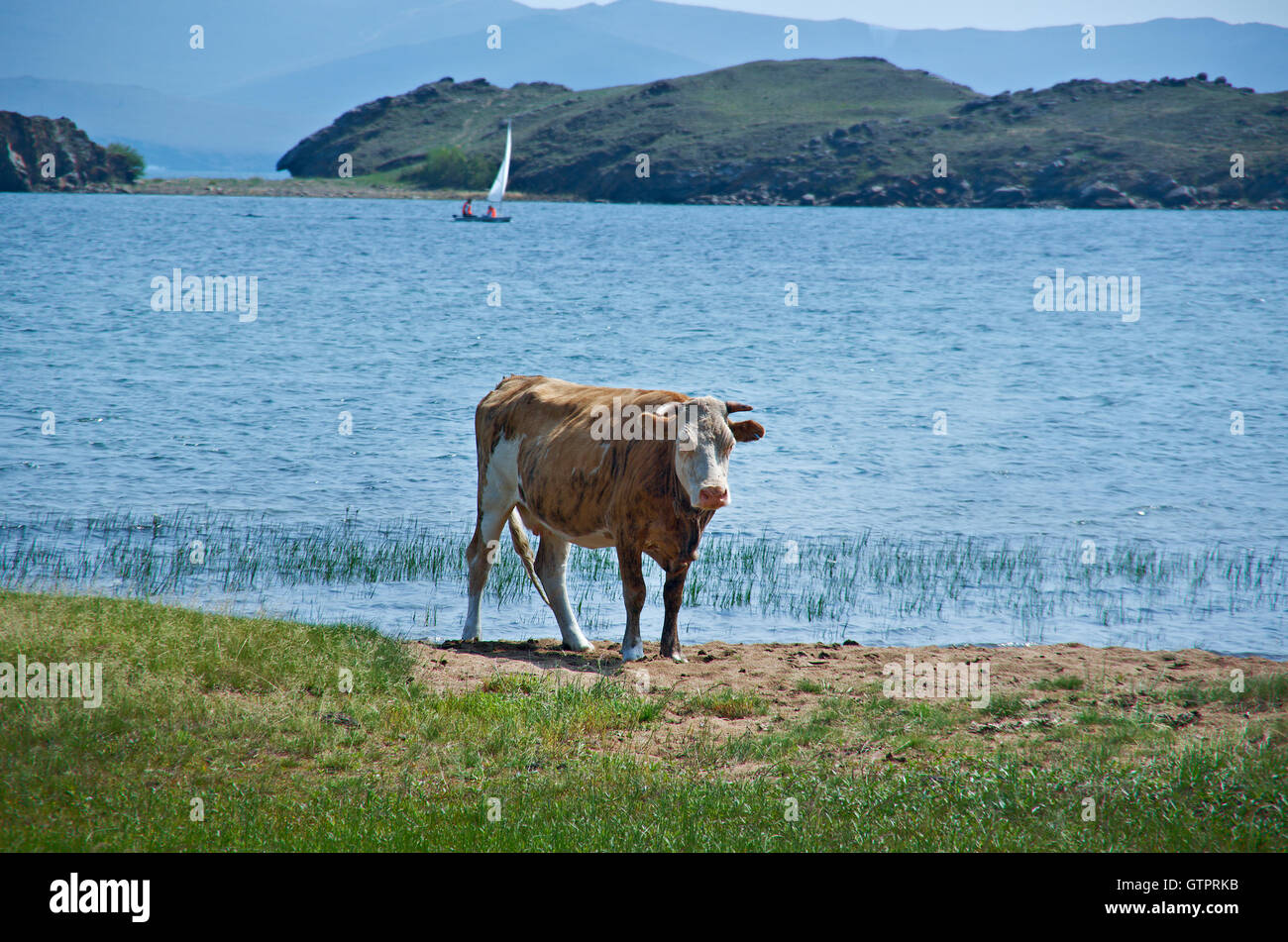 cow grazing the shore of Baikal lake Stock Photo - Alamy