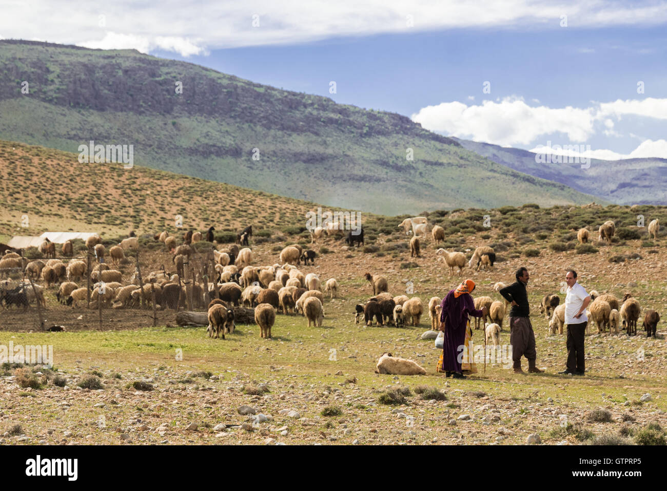 Nomadic family members greet visitor as the watch their livestock. The ...