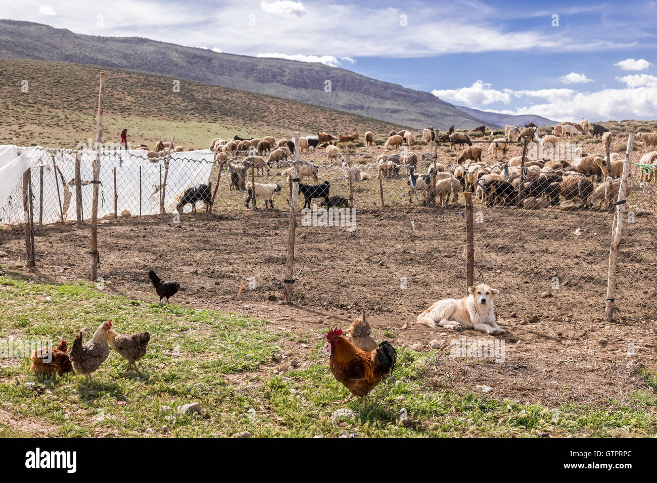 Nomadic tribe's livestock in temporary pens with dog and chickens ...