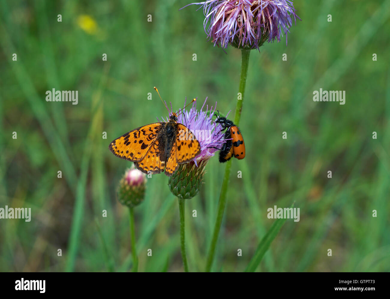 Russia butterfly hi-res stock photography and images - Alamy