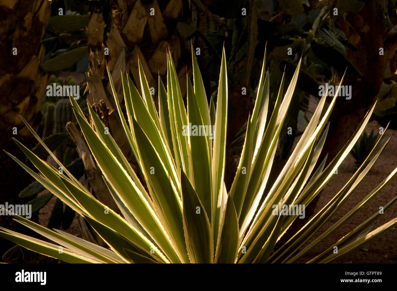 backlit varigated cactus Stock Photo - Alamy