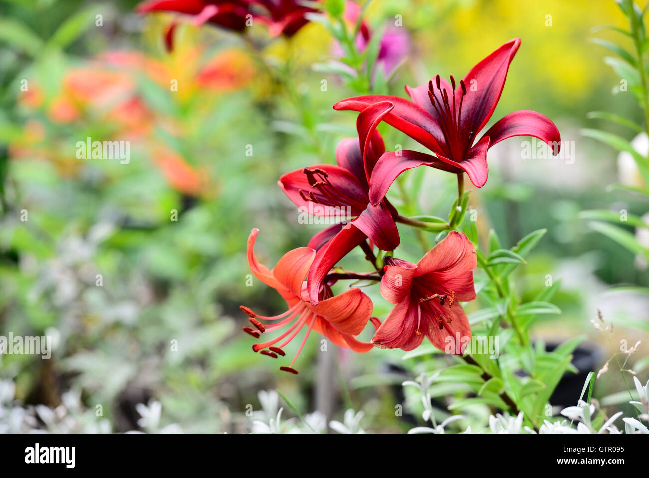 Red colors in nature hi-res stock photography and images - Alamy