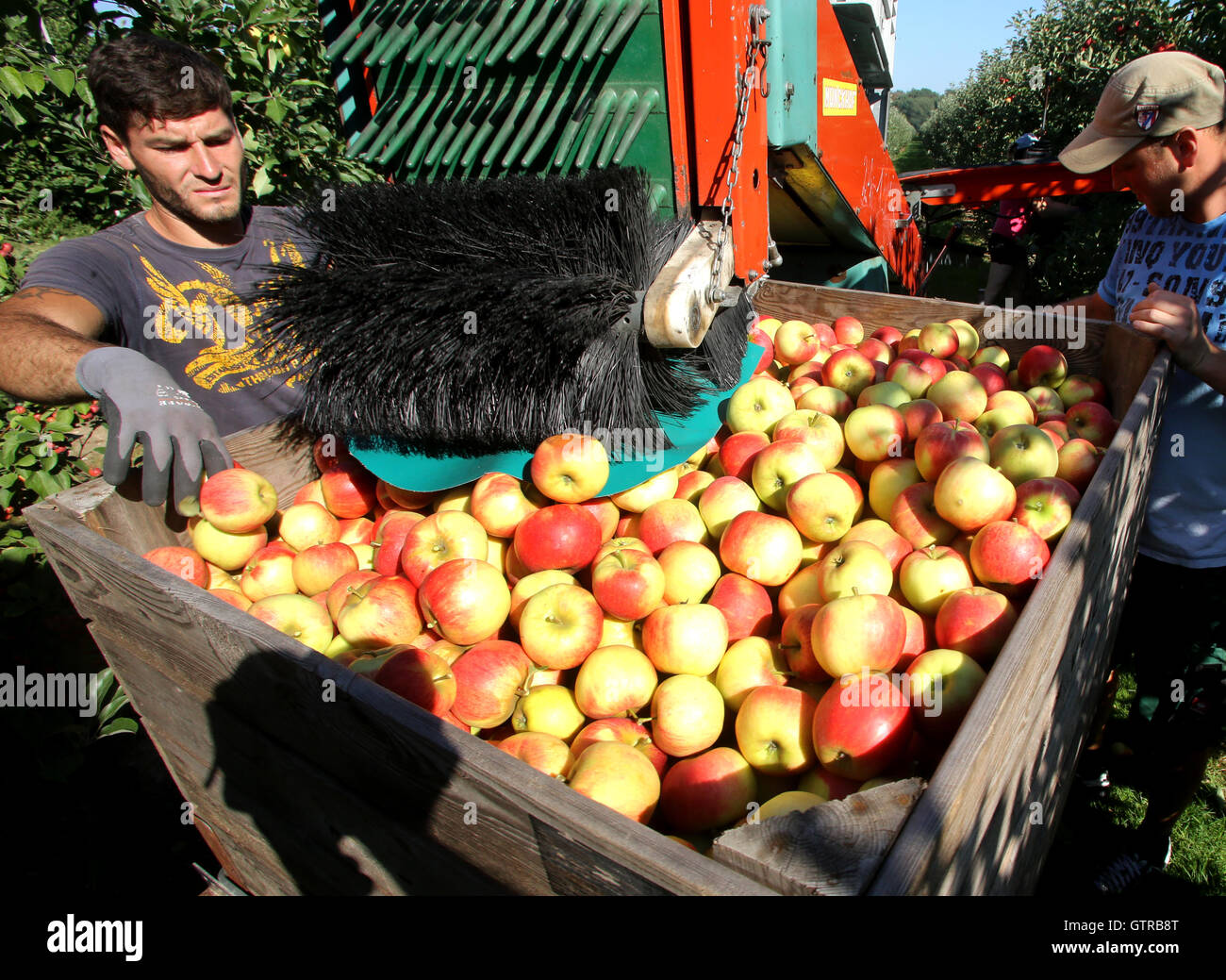 Neukirchen-Vluyn, Germany. 8th Sep, 2016. Harvest helpers pick apples ...
