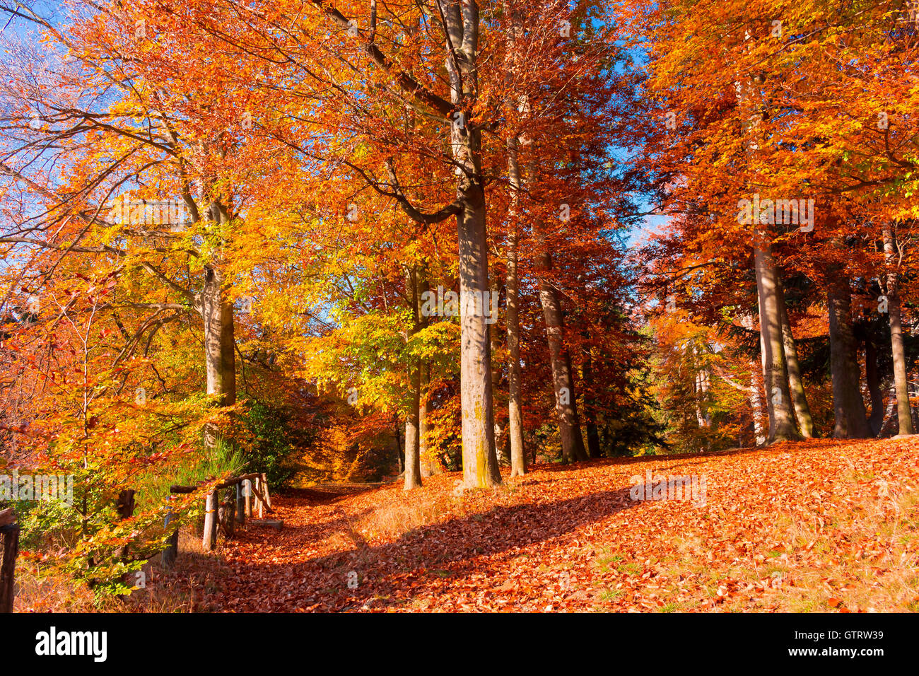 Autumn scene with trees and leaves of beautiful colors Stock Photo - Alamy