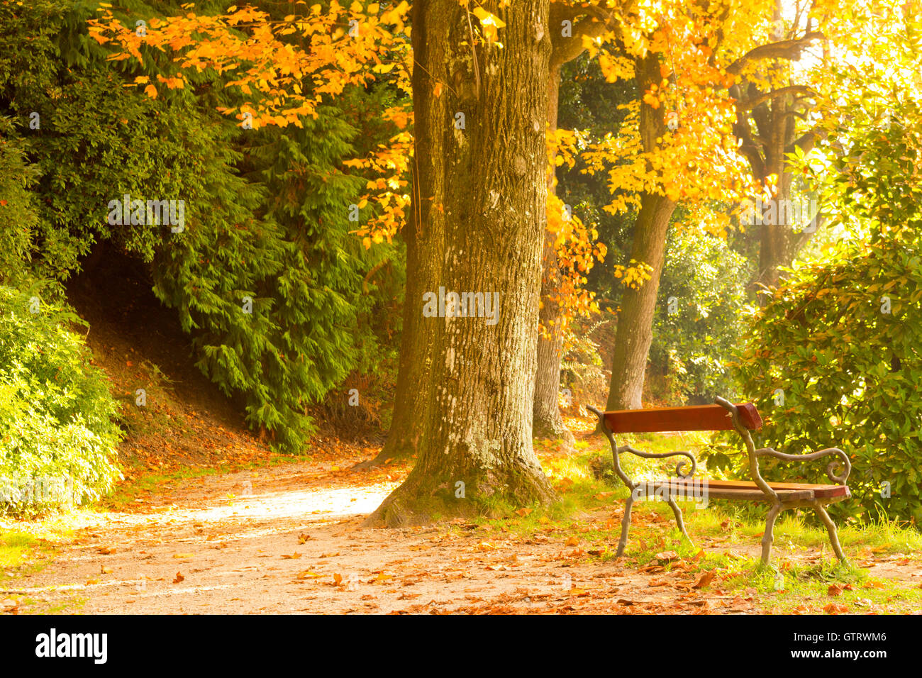 Autumn scene with trees and leaves of beautiful colors Stock Photo - Alamy