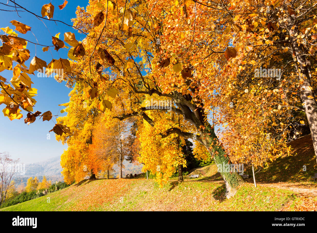 Autumn scene with trees and leaves of beautiful colors Stock Photo - Alamy