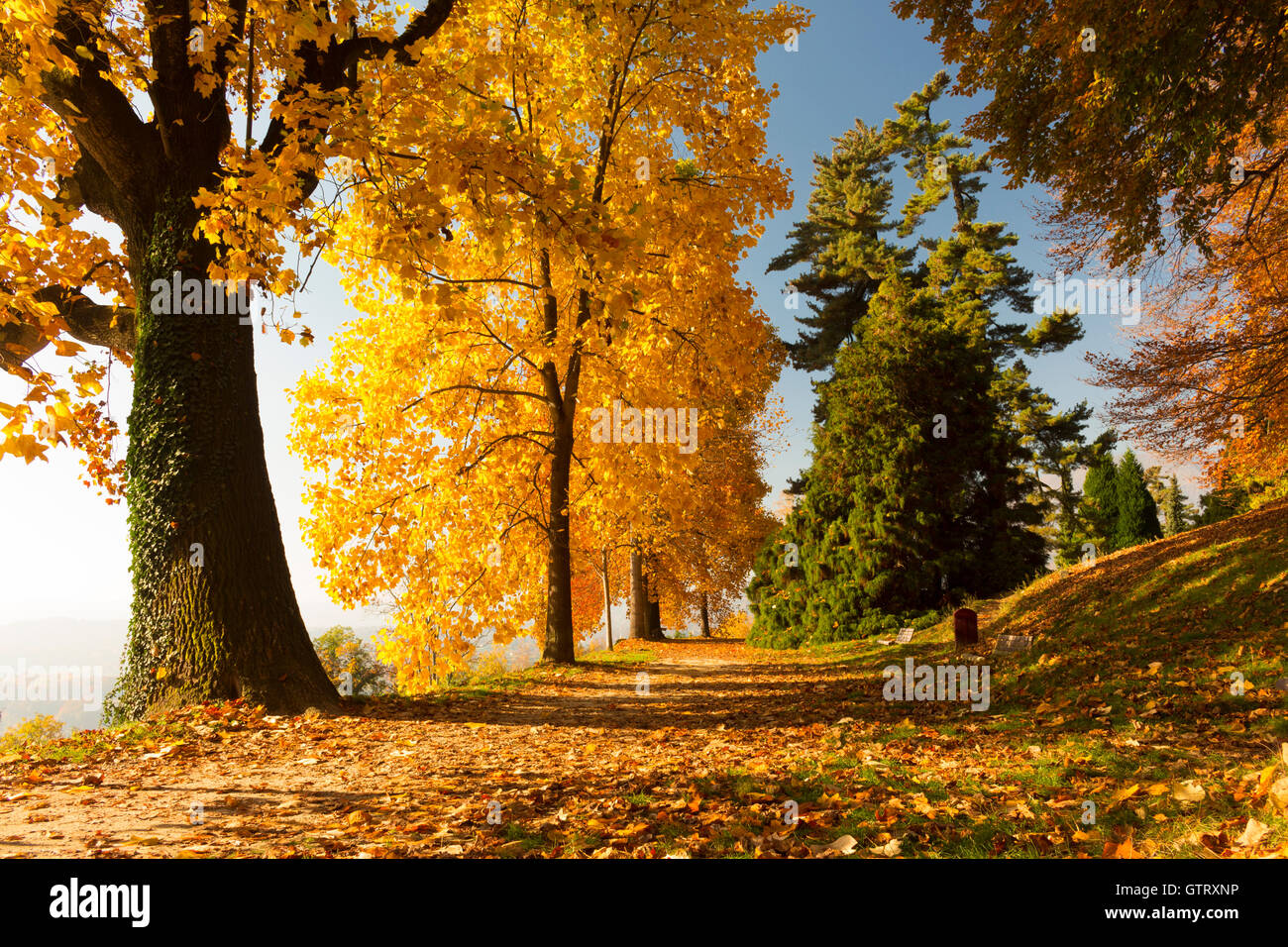 Autumn scene with trees and leaves of beautiful colors Stock Photo - Alamy